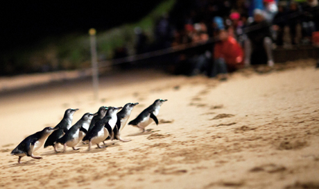 Phillip Island Penguin Parade Ticket Types Guide in 2025
